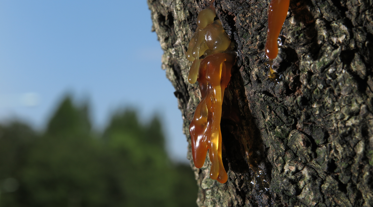 How to Remove Sap from a Car Safely | Easy Car Sap Removal Guide ...