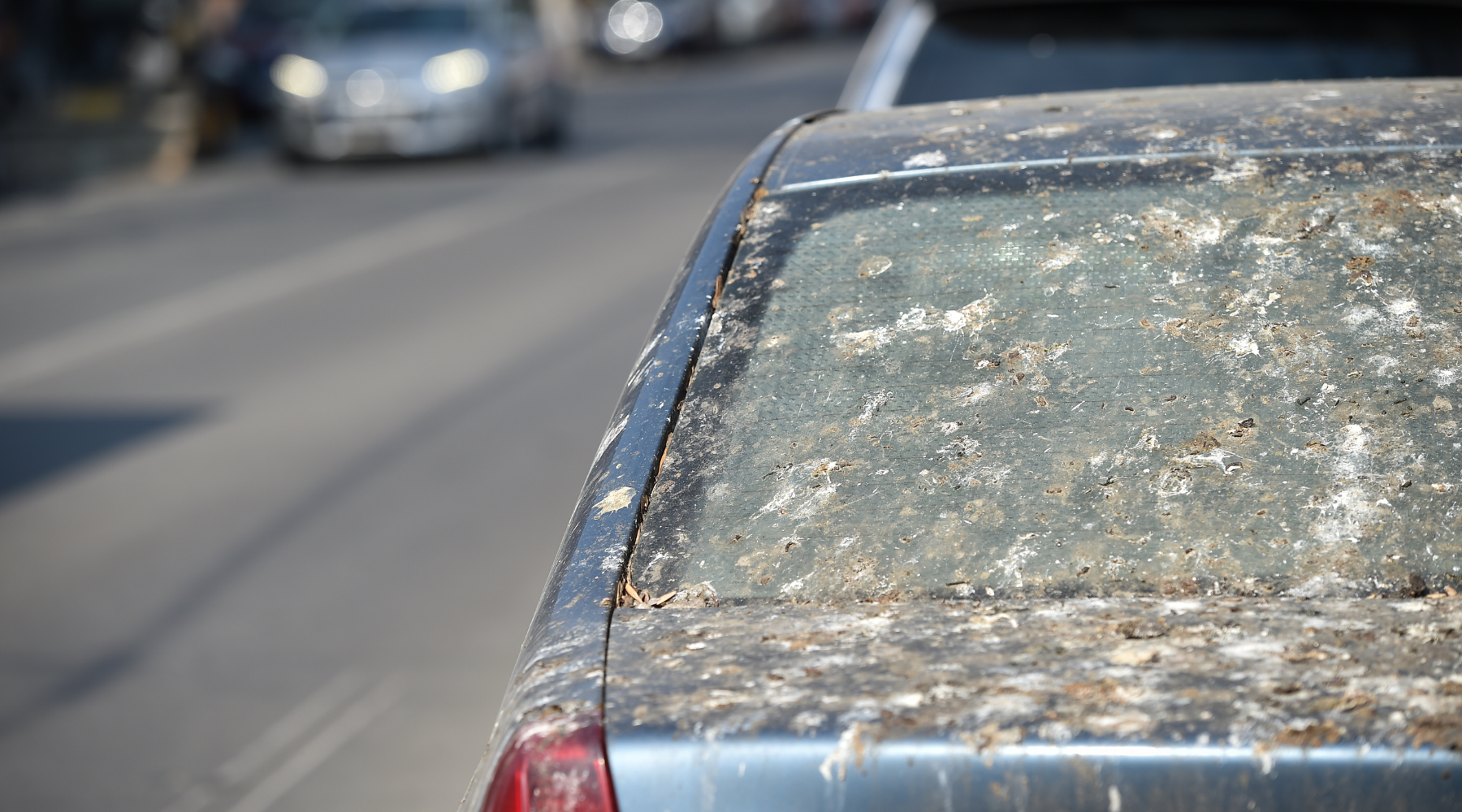 How to Clean Bird Poop Off a Car Without Damaging the Paint – AutoManiacs